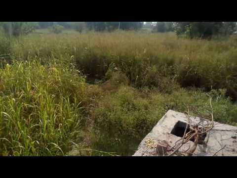 Krishan lal bali mawa Sunderbani village farm house