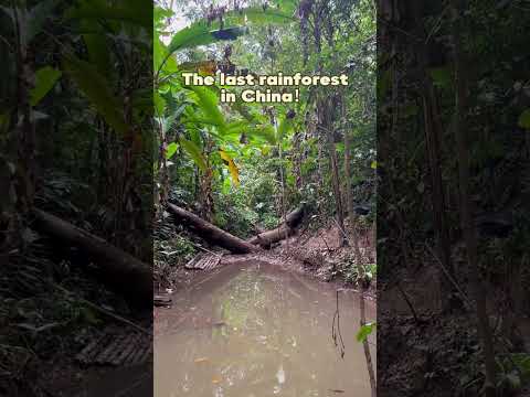 The last rainforest in China!#china #travel