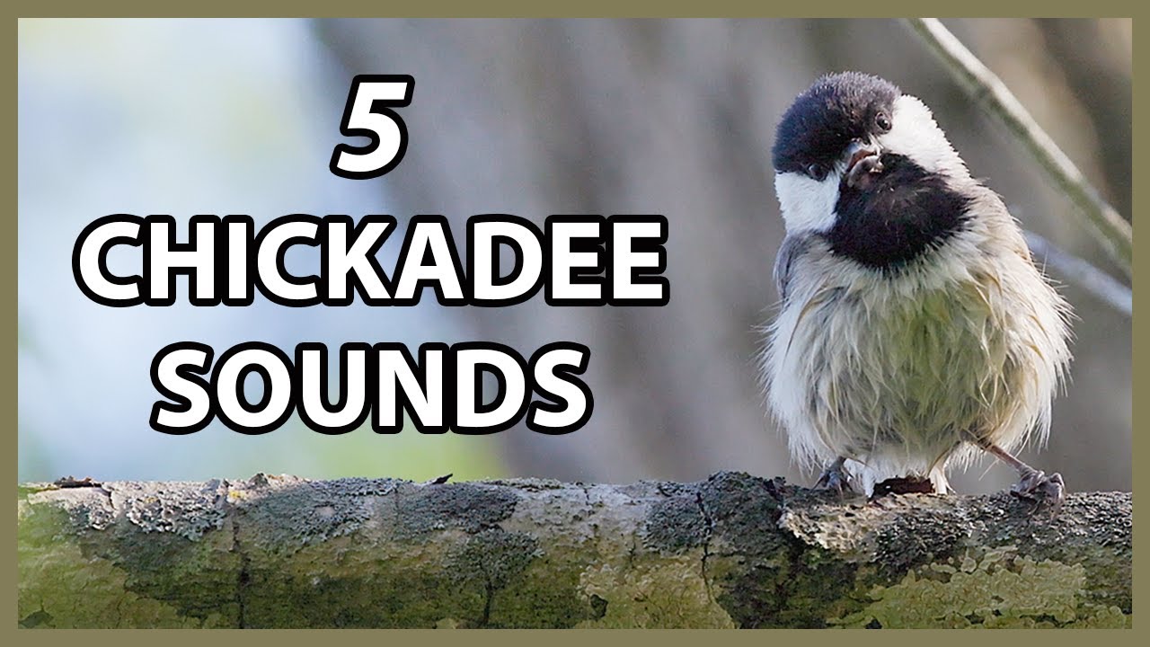 Carolina Chickadee Calls and Sounds