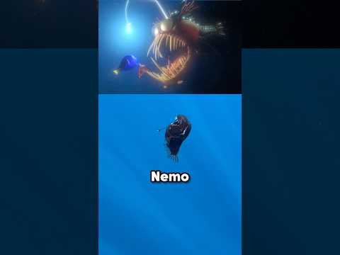 Extremely Rare Anglerfish Sighting (@jara.natura)