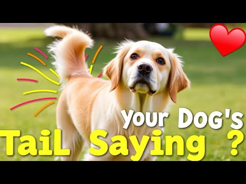 ๐พ Decoding Your Dogโs Tail: What Every Wag Really Means ๐ถ