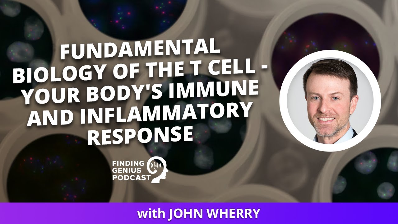 Fundamental Biology of the T Cell - Your Body's Immune and Inflammatory Response with John Wherry