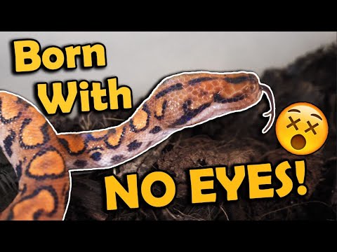 Snake born with no eyes - Rainbow Boas - MorphMarket Reptile Community