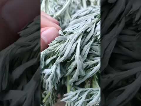 Artemisia Absinthium benefits ##Subscribe##like##share##
