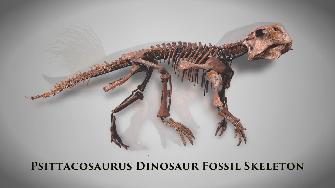 Psittacosaurus Dinosaur Fossil Skeleton from M.S. Rau Antiques