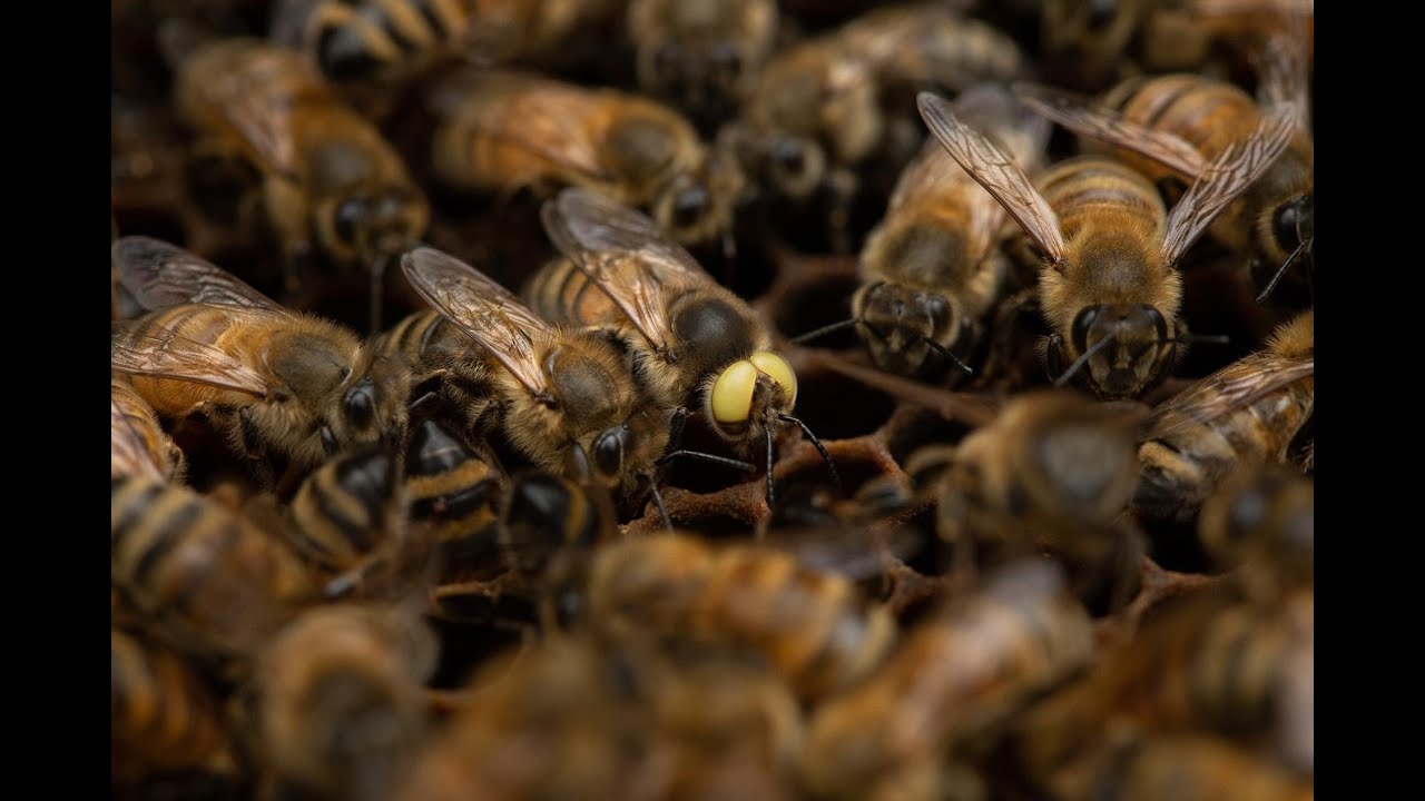 #greenscreen  #honeybees
