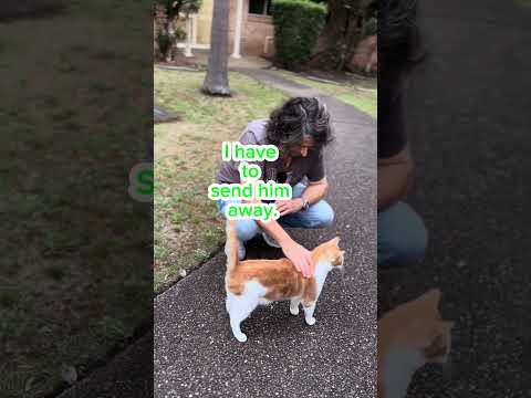 Sending him away with a heavy heart. #couplecomedy #husband #funny #comedy #cat #shorts #life