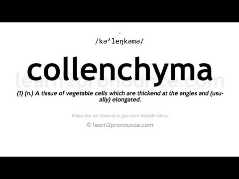 How to pronounce Collenchyma | English pronunciation