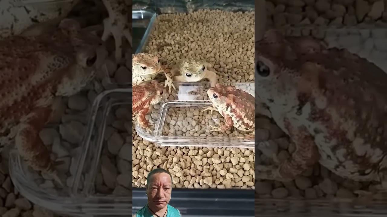 Why You ATE IT! Angry Frog || PETASTIC🐾