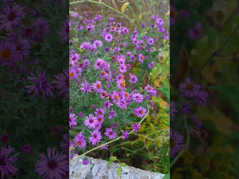 Goldenrods and Asters: Fall Blooms at the MWMO #shorts #flowers #naturelovers
