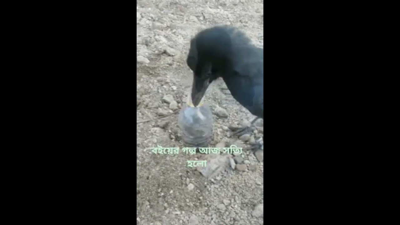 How its possible! Smart educated crow-Funniest Animals-