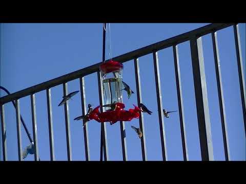 Hummingbird Danger: How do you stay safe?