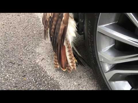 Hawk vs Hyundai Genesis