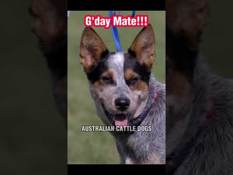 Unraveling the working heritage and impressive abilities of Australian Cattle Dogs | #shorts #short
