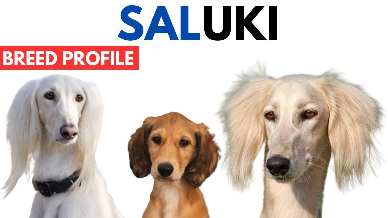 Saluki Dog Breed Profile History - Price - Traits - Saluki سلوقي Grooming Needs - Lifespan