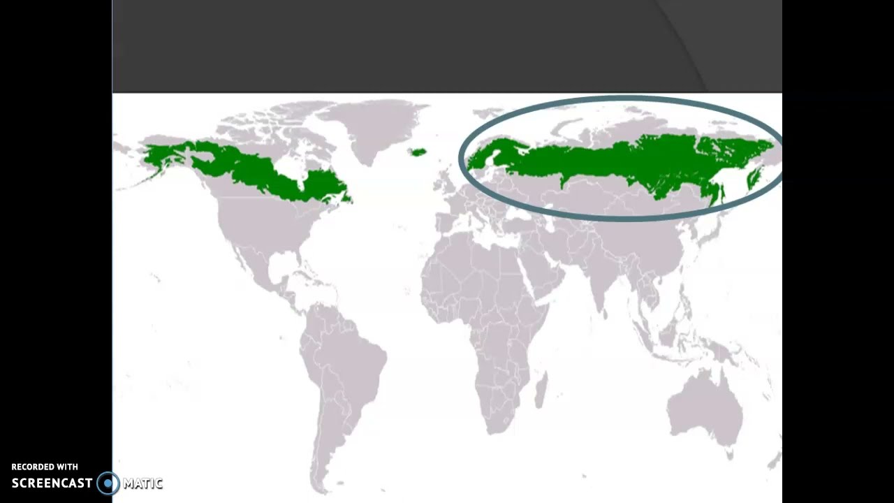 NORTHERN CONIFEROUS FOREST