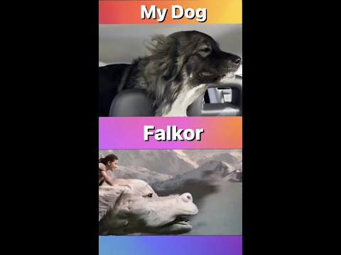 Falkor - Never Ending Shaggy Dog Story #shorts