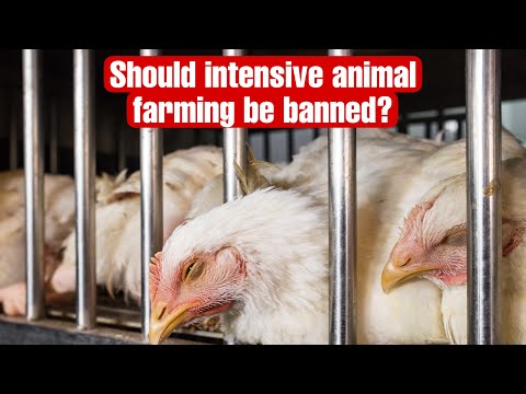 What If We Banned The Intensive Farming Of Animals