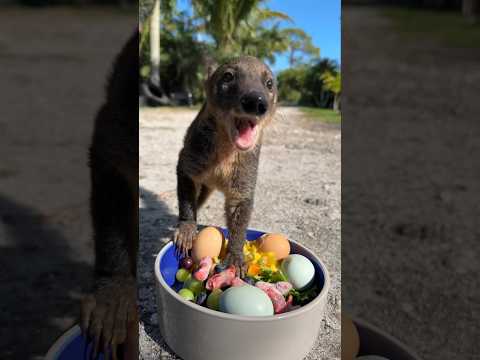 Coatimundi’s Gourmet Breakfast 😍🍽️ Chaka is the CUTEST! #shorts #asmr #wildlife #animals #food