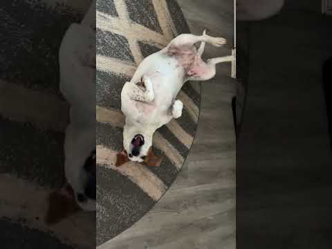 Video of adoptable pet named Mindy