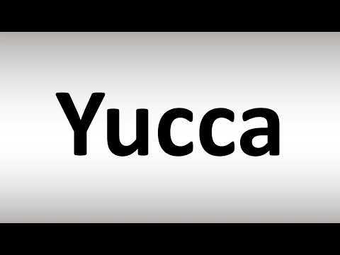 How to Pronounce Yucca