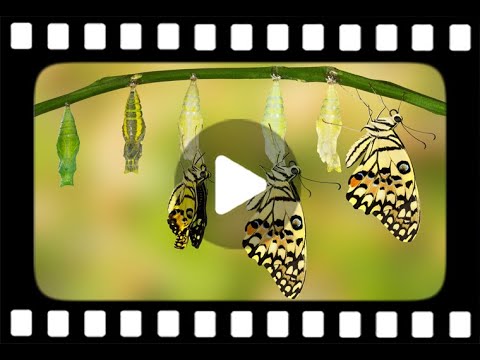 NQA Webinar: ISO 14001:2015 - Definitive Interpretations (26th June 2020)
