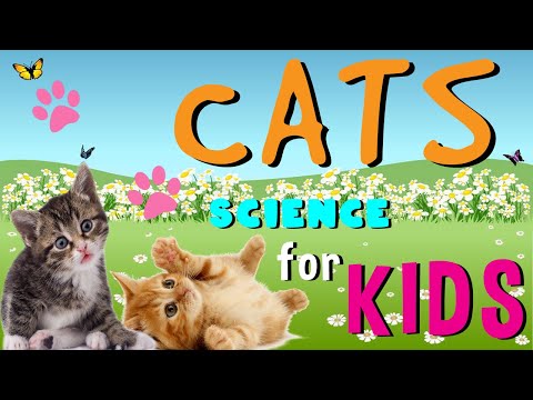 Cats | Science for Kids
