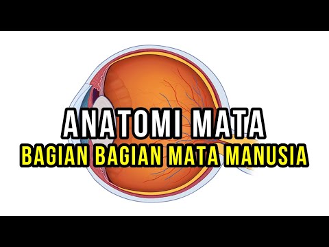 Anatomi Mata (Bagian Bagian Mata Manusia) dan Fungsinya