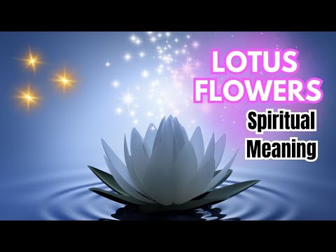 Revealing the Hidden Symbolism of the Lotus Flower