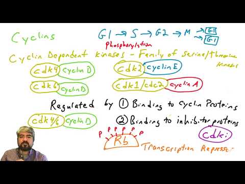 Cell cycle regulation, part 1: Introduction