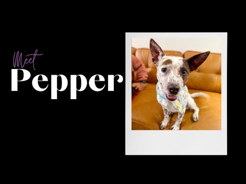 Dog for adoption - Pepper Von Grace a Peaceful Love, a Cattle Dog ...