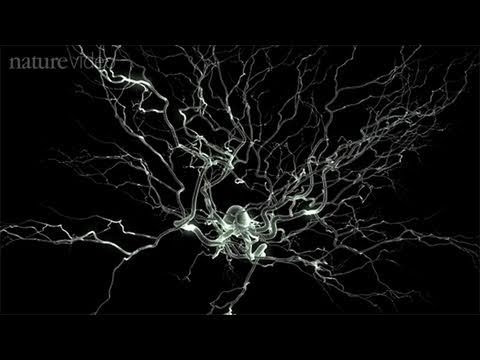 Optogenetics & the Brain – watch this video! | i-Biology
