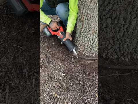 Tree Killer!!! (Girdling Roots) #treecare #treework #healthcare #girdlingroots #roots #treehealth