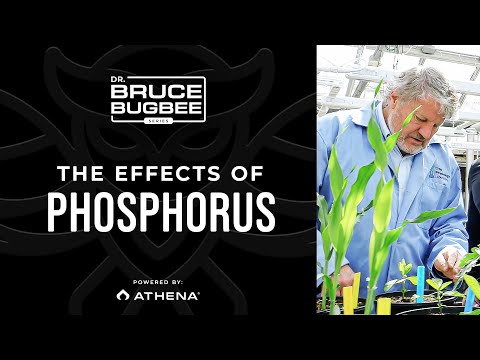 Bruce Bugbee Series – High Levels of Phosphorus
