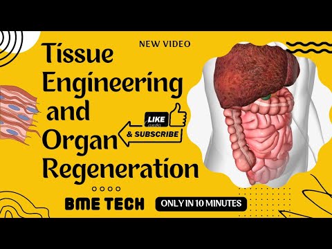 Tissue Engineering and Organ Regeneration in Biomedical Engineering