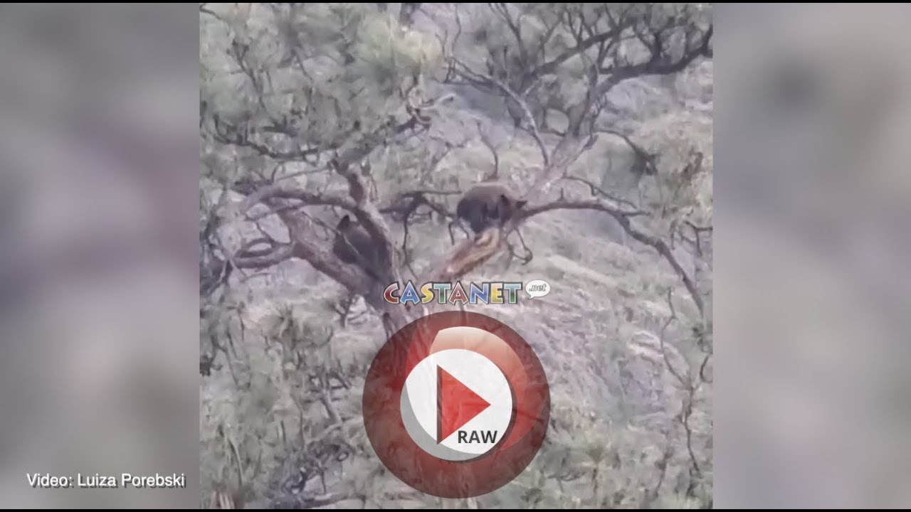Bear cubs play in a tree