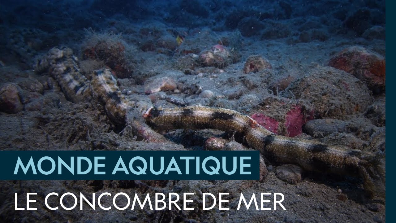 Documentaire | Le concombre de mer, curiosité marine nécessaire à l ...