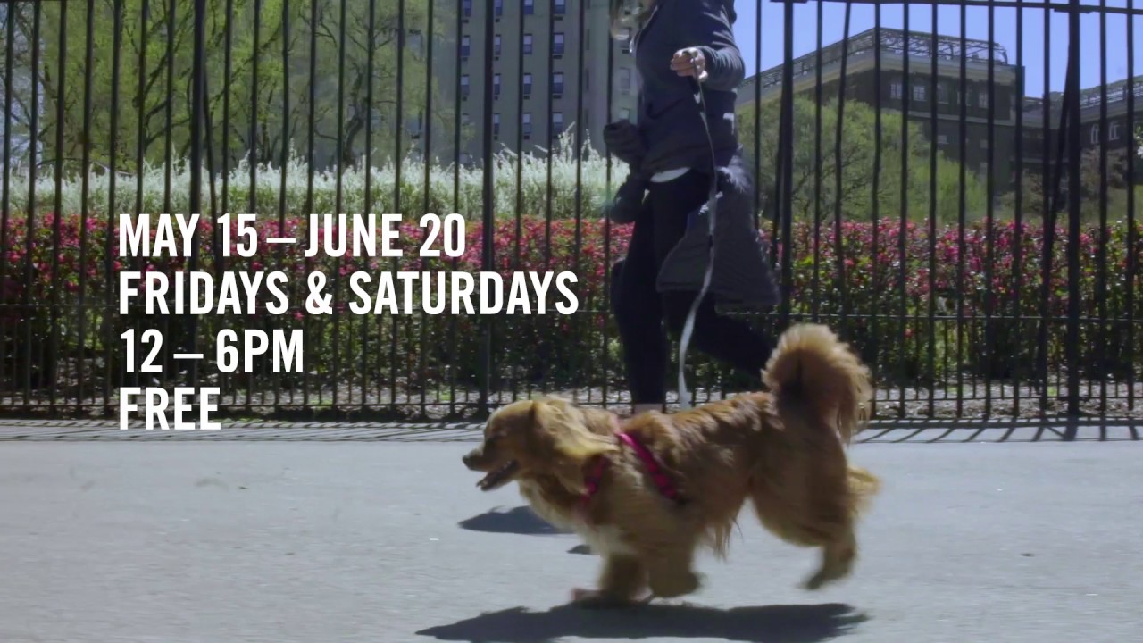 Drifting in Daylight: Art in Central Park