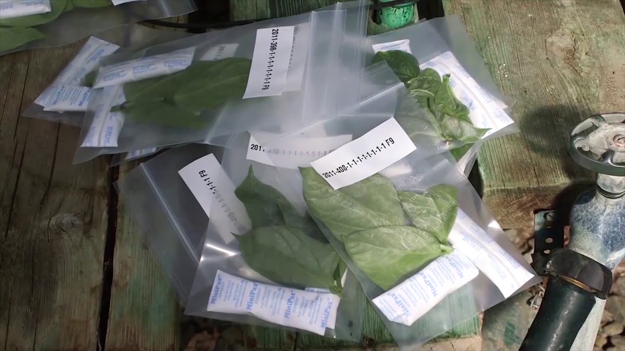 Climate Resilient Cowpea Innovation Lab