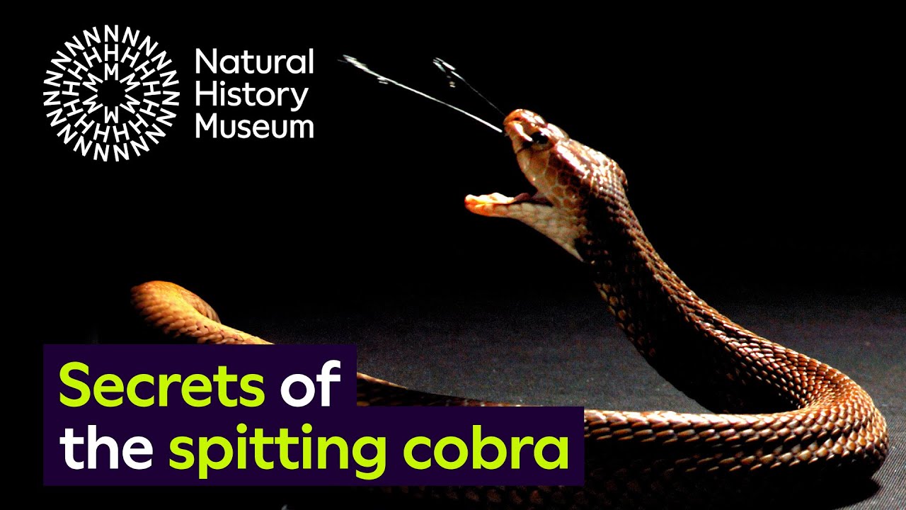 Face-to-face with spitting cobras | Natural History Museum