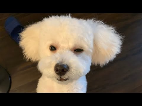 Cute & Funny Moments of Puppy (Bichon poodle bichonpoo)