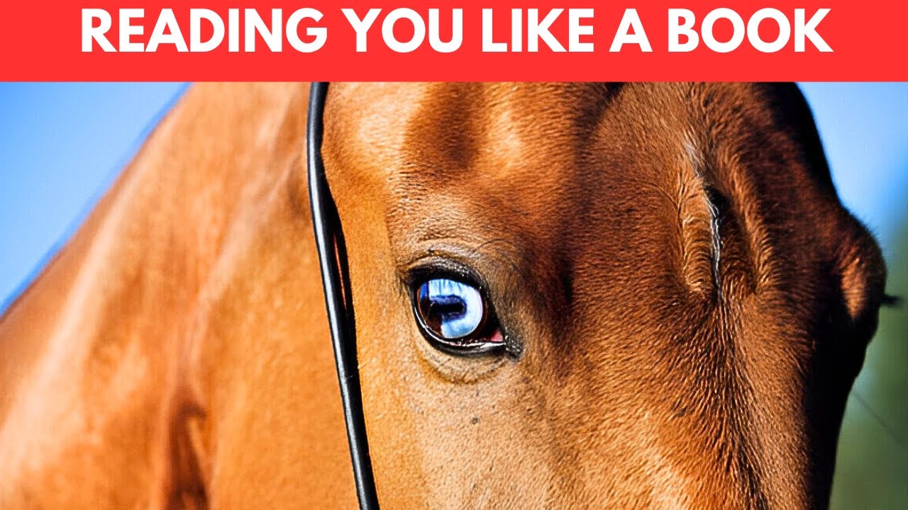 How Horses Read Human Emotions Better Than We Do
