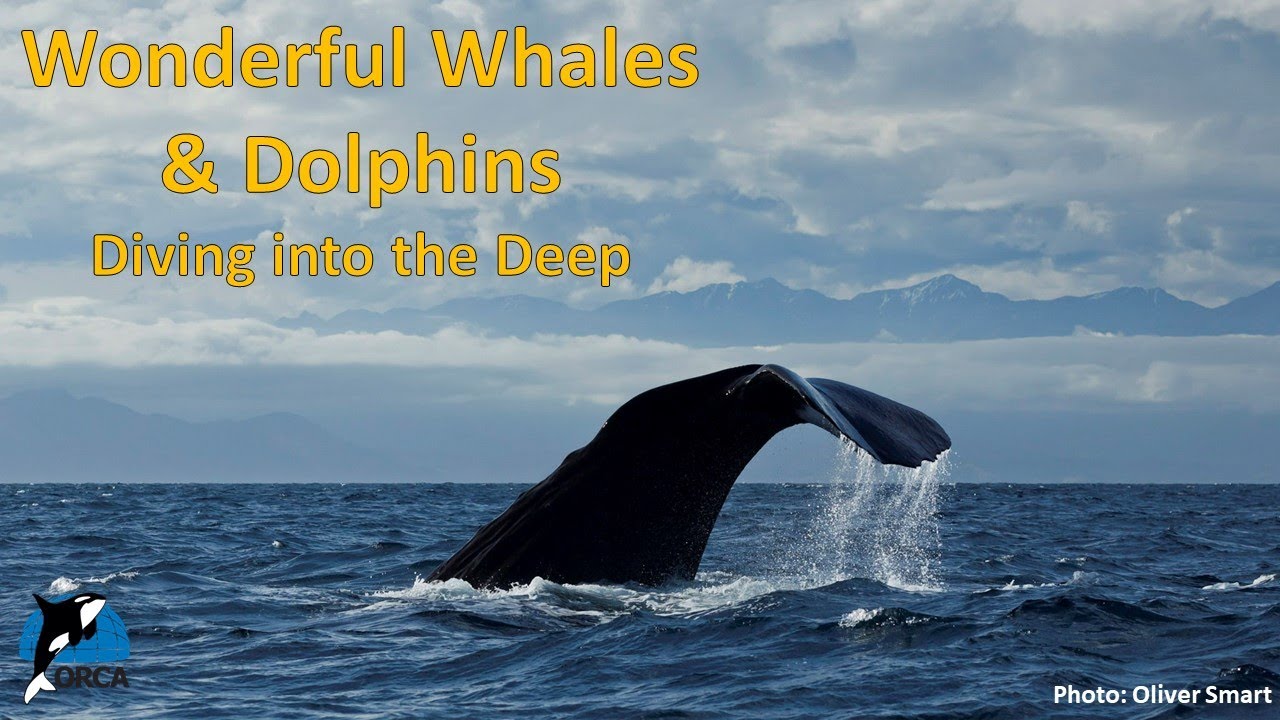 ORCA Lesson 8: Diving into the Deep Part 2