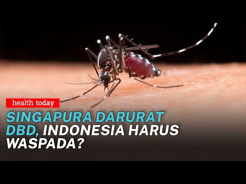 Singapura Darurat DBD, Indonesia Waspada! | Health Today #147