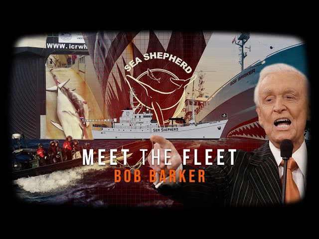 Was Bob Barker in the military? US Navy stint and position explored as ...