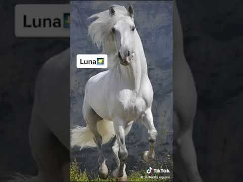 Name for grey horses #forever.horsey #AnimalBeing