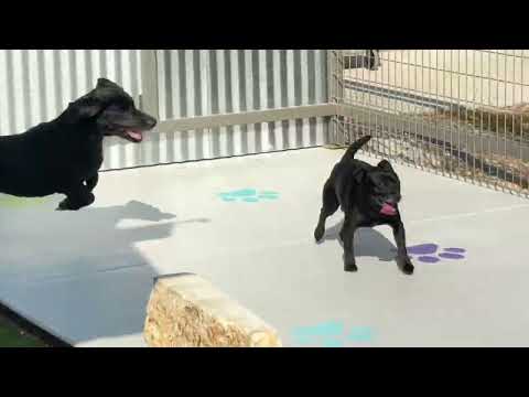 Dog for adoption - Delta-One of a Kind Queen of Quirks!, a Basset Hound ...