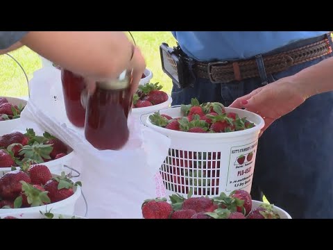 Wayne Scott Strawberry Festival to be held this weekend