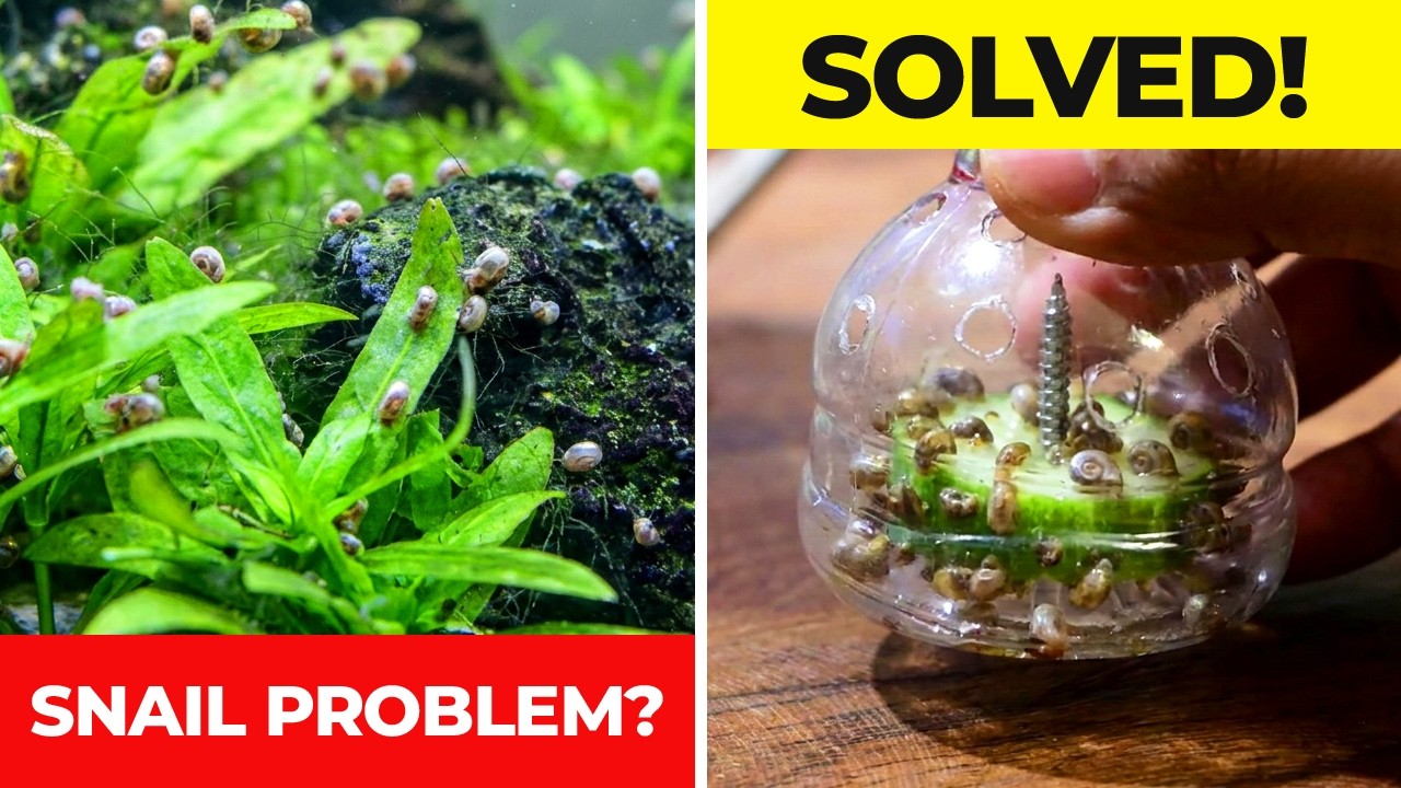 Got a Snail Problem? Build This DIY Aquarium Snail Trap!