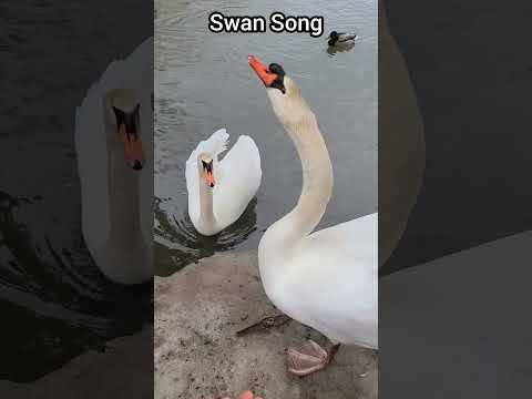 The REAL LIFE Swan Song